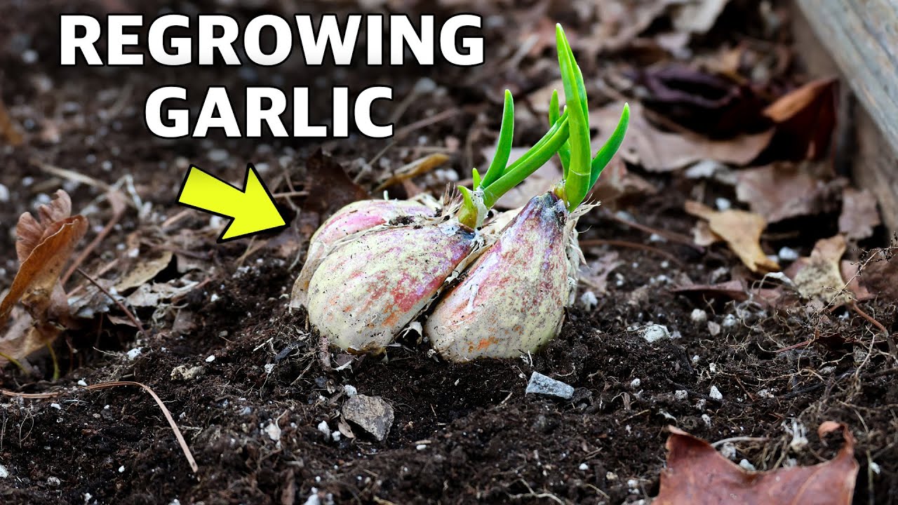 Brilliant Way to REGROW Garlic for FREE Every Year ...