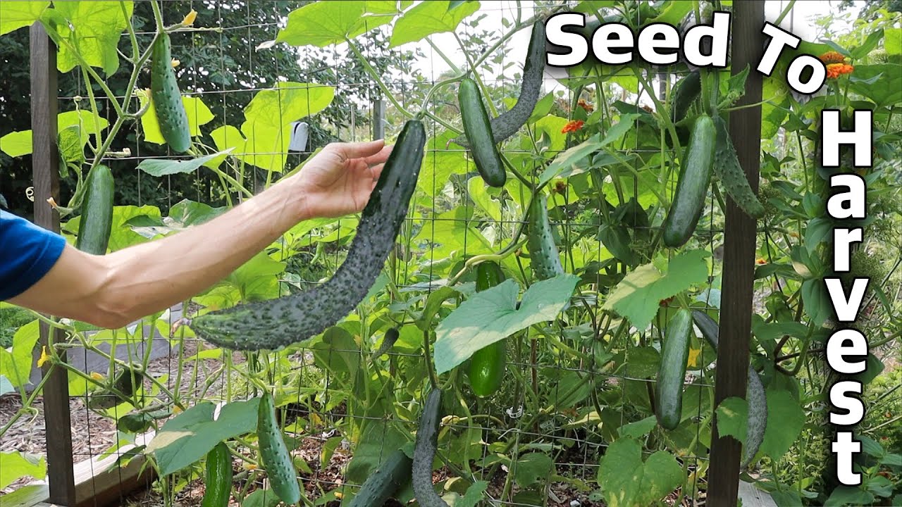 How To Grow Cucumbers Complete Growing Guide Tipsforsurvivalists